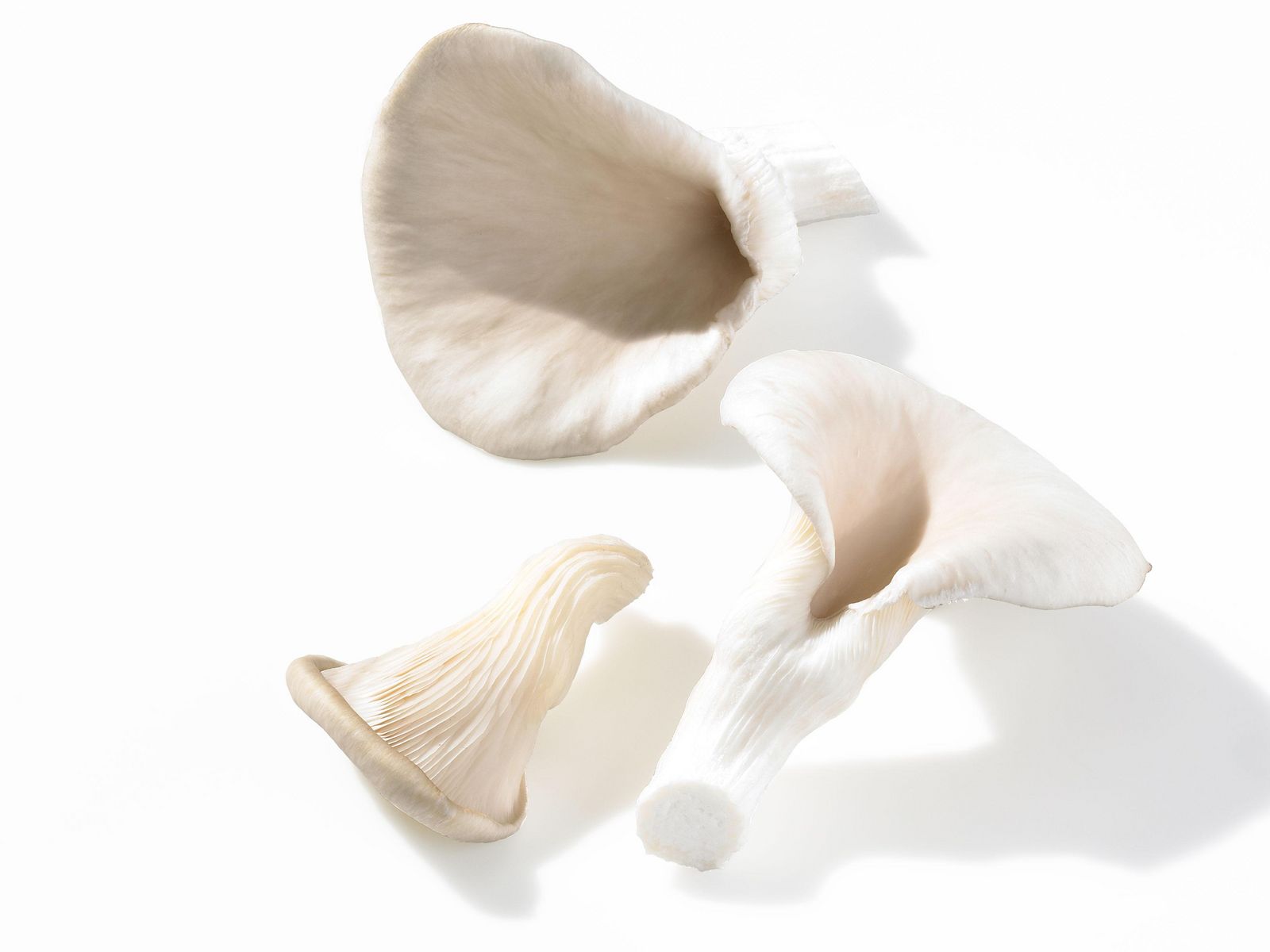 Edelpilze | Wauwiler Champignons AG