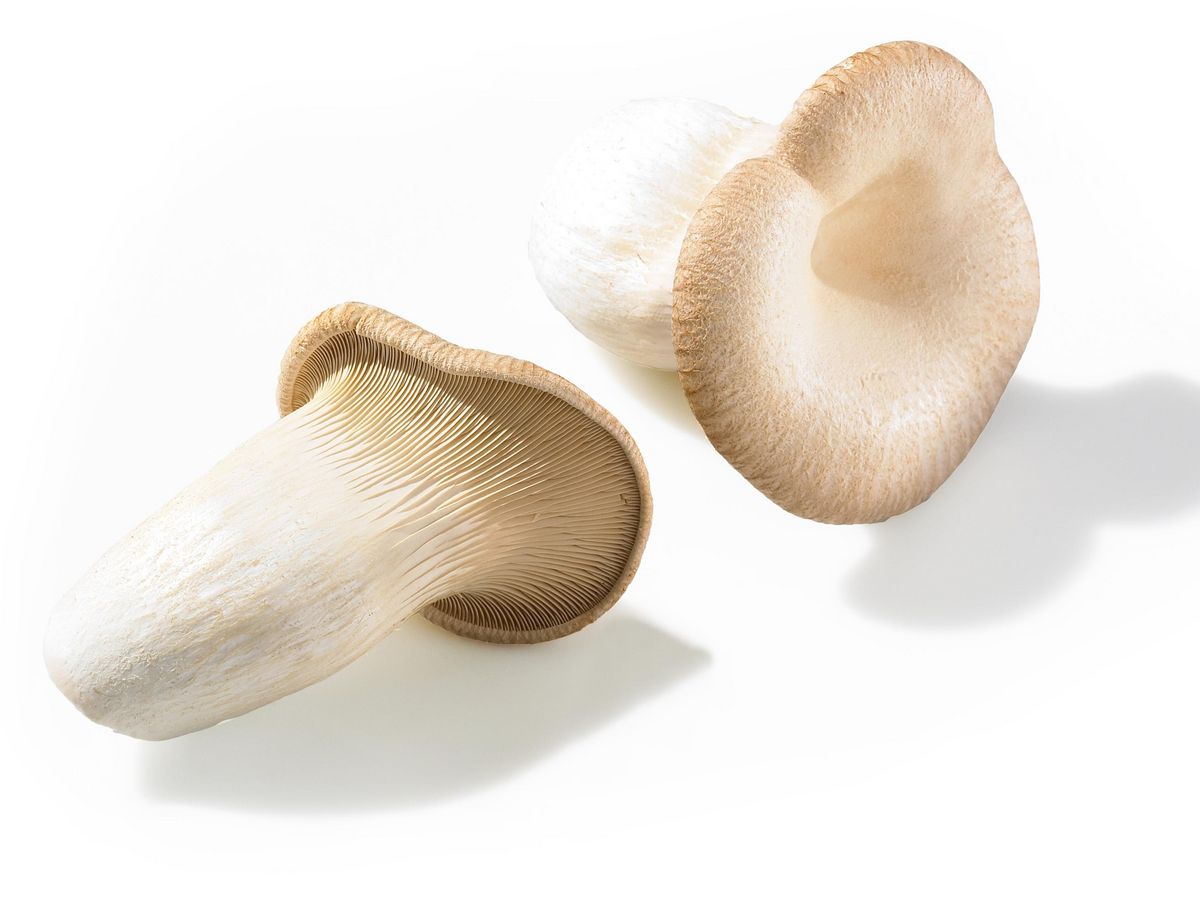 Edelpilze | Wauwiler Champignons AG